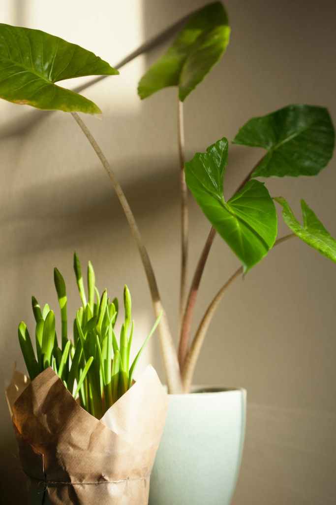 Circadian Rhythms in Plants – Decoding Biosphere