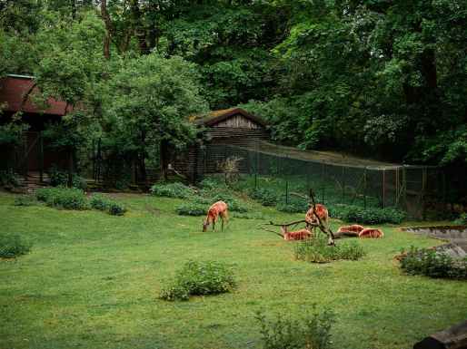 What is Captive Breeding and Why it is Important? – Decoding Biosphere