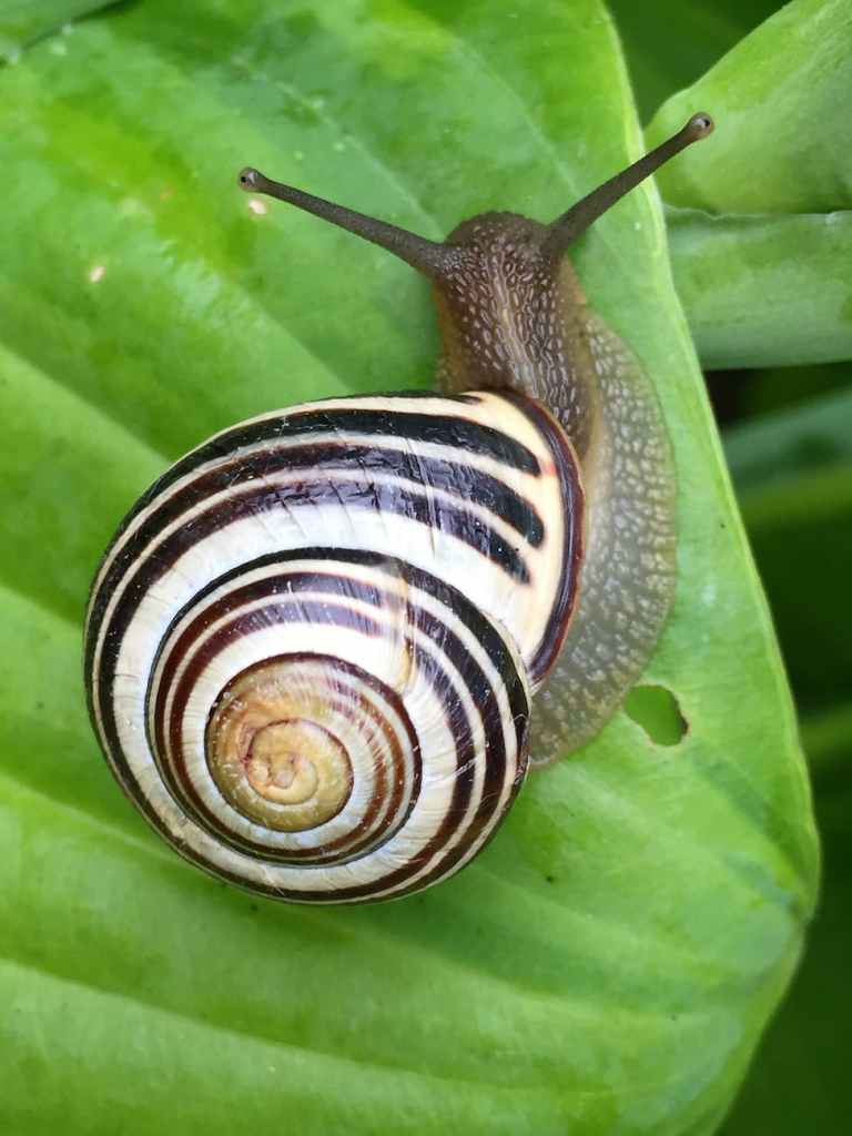 14 Fascinating Facts about Snails – Decoding Biosphere