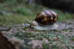 14 Fascinating Facts about Snails – Decoding Biosphere