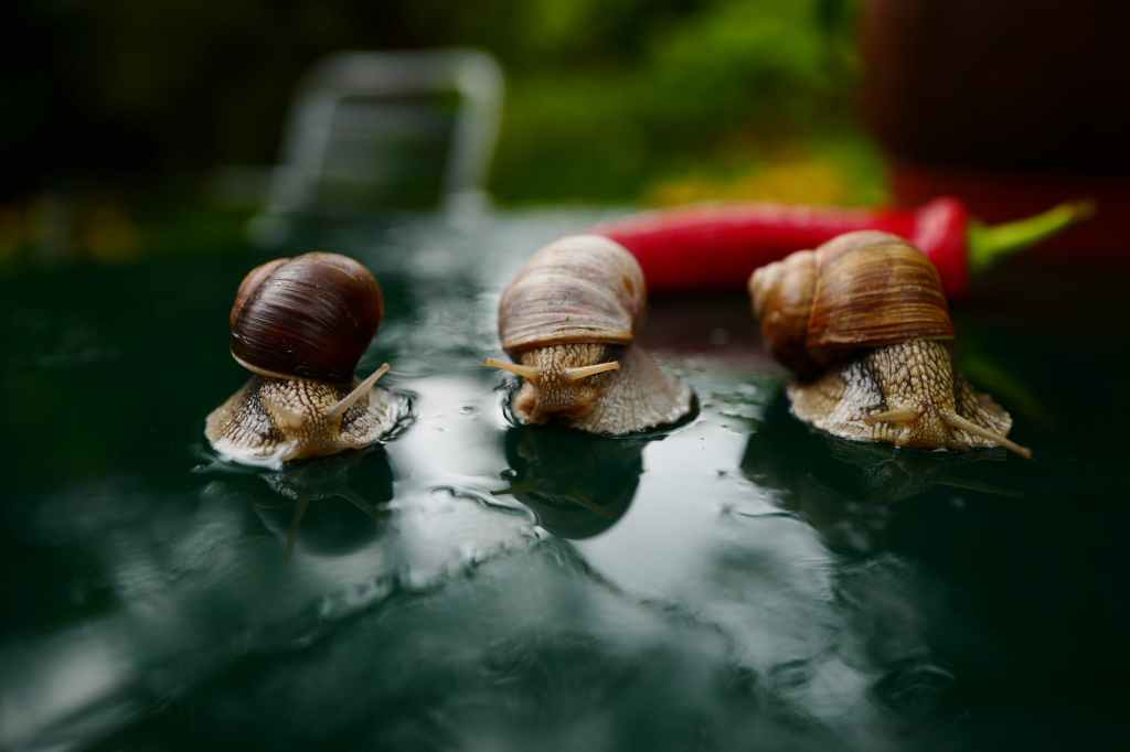 14 Fascinating Facts about Snails – Decoding Biosphere