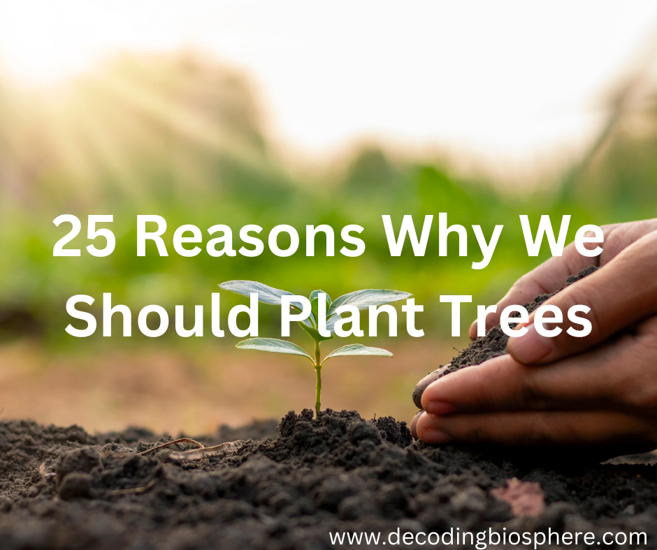 25 Reasons Why We Should Plant Trees – Decoding Biosphere