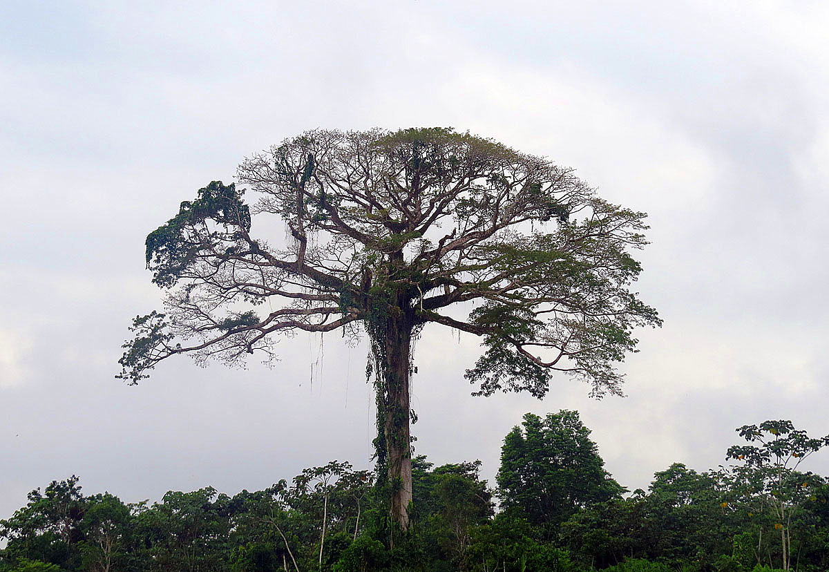 The Incredible Biodiversity of the Rainforest – Decoding Biosphere