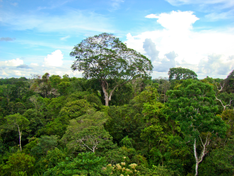 The Incredible Biodiversity of the Rainforest – Decoding Biosphere