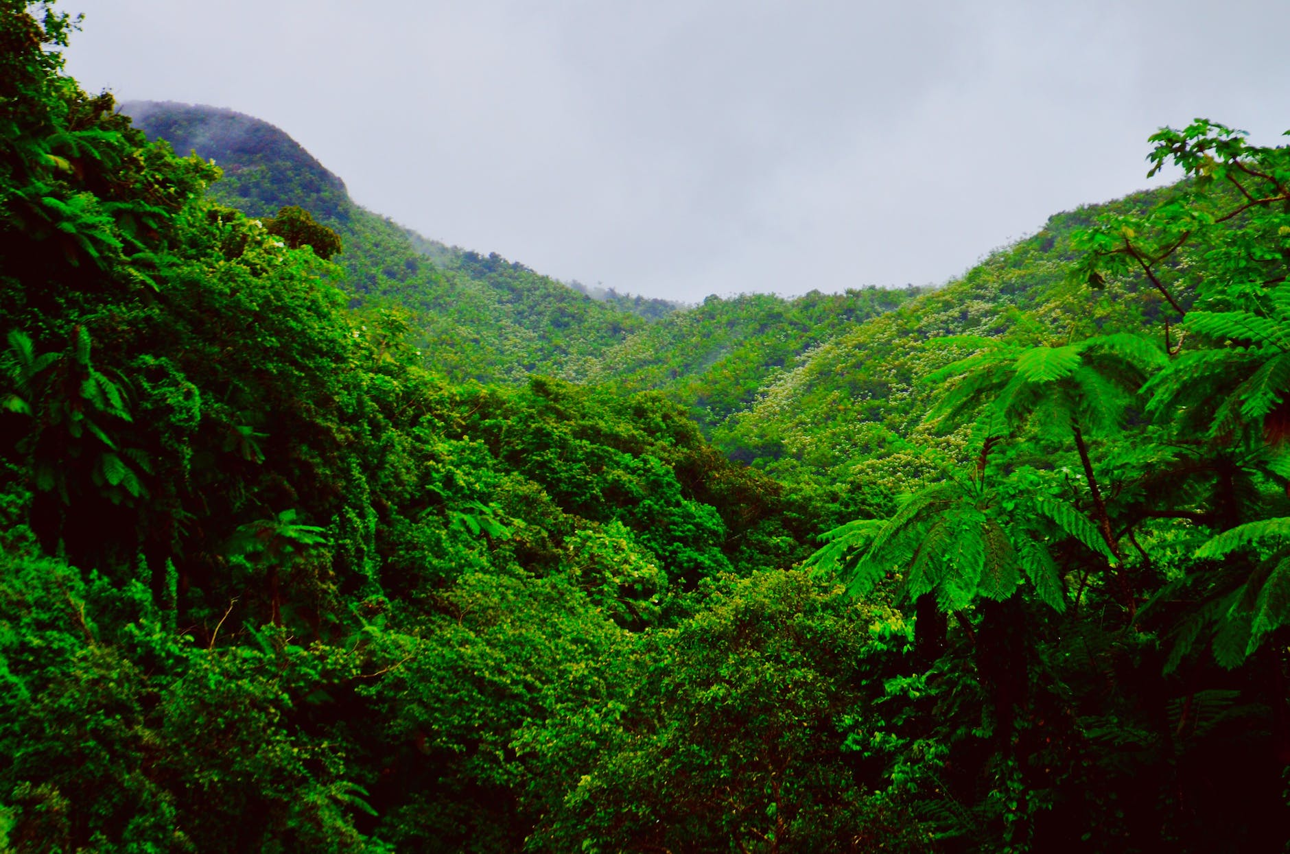 Exploring the Wonders of Tropical Rainforests – Decoding Biosphere