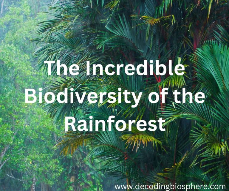 The Incredible Biodiversity of the Rainforest – Decoding Biosphere