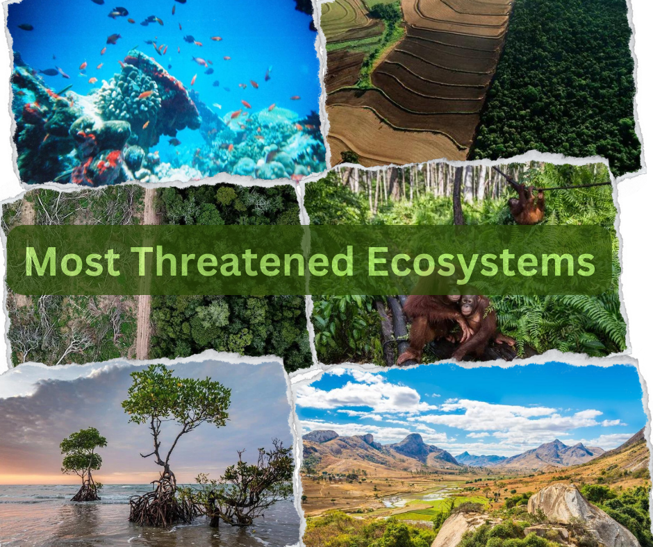 Top 10 Most Threatened Ecosystems on Our Planet – Decoding Biosphere