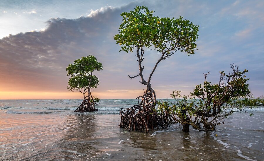 Top 10 Most Threatened Ecosystems on Our Planet – Decoding Biosphere