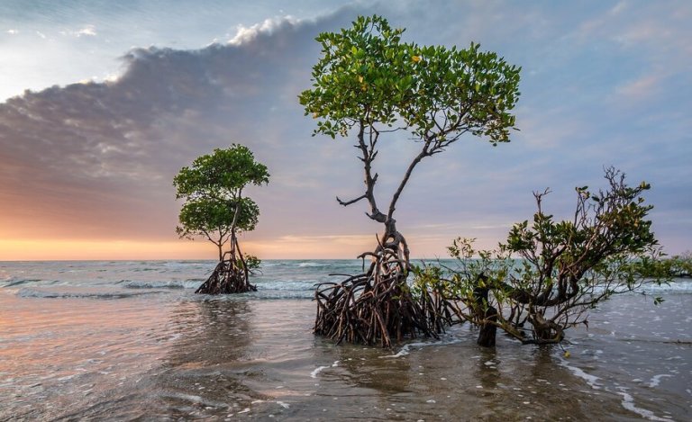 Top 10 Most Threatened Ecosystems on Our Planet – Decoding Biosphere