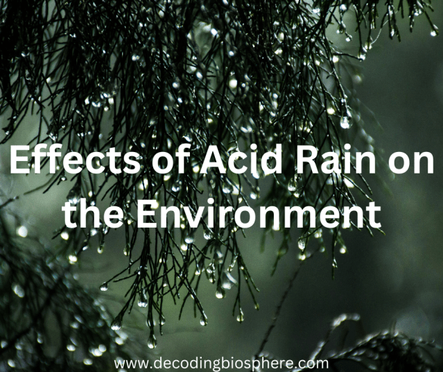 Effects Of Acid Rain On The Environment 🌧 How Acid Rain Impacts