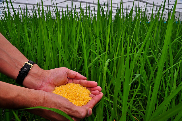 Golden Rice: Advantages and Disadvantages – Decoding Biosphere