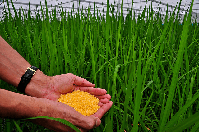 Golden Rice: Advantages and Disadvantages – Decoding Biosphere