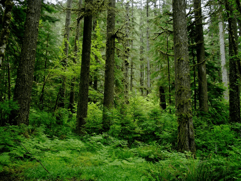 Temperate Rain Forests: A Closer Look – Decoding Biosphere