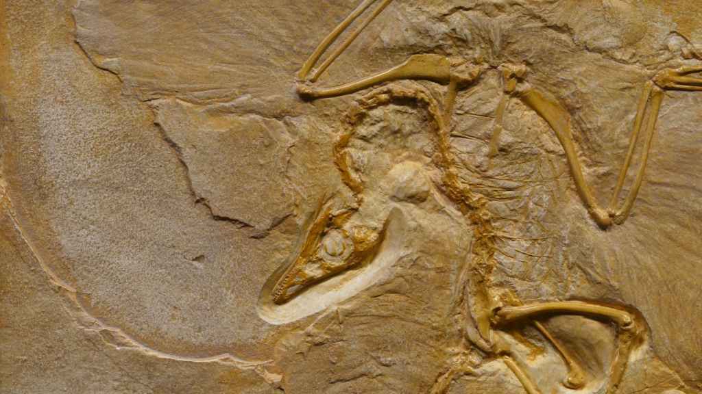 What is a Fossil and How it is Formed? – Decoding Biosphere