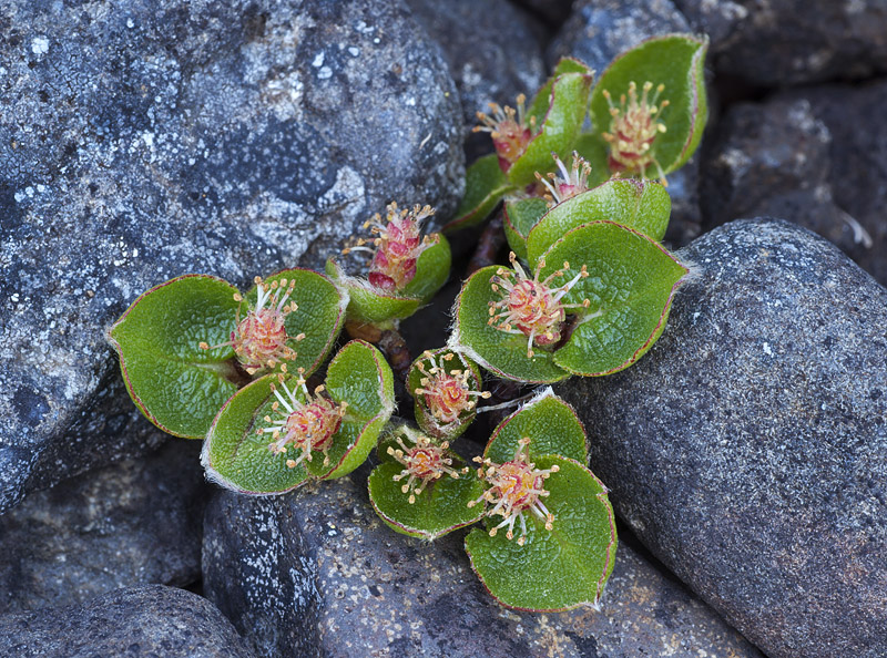 Various Tundra Plants That Can Be Found in Tundra Region – Decoding ...