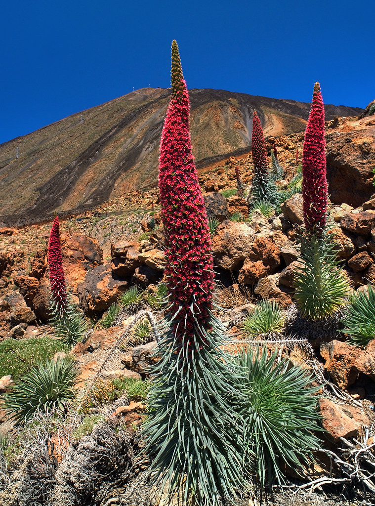 Macaronesian Floral Region: A Unique Biodiversity Hotspot – Decoding ...
