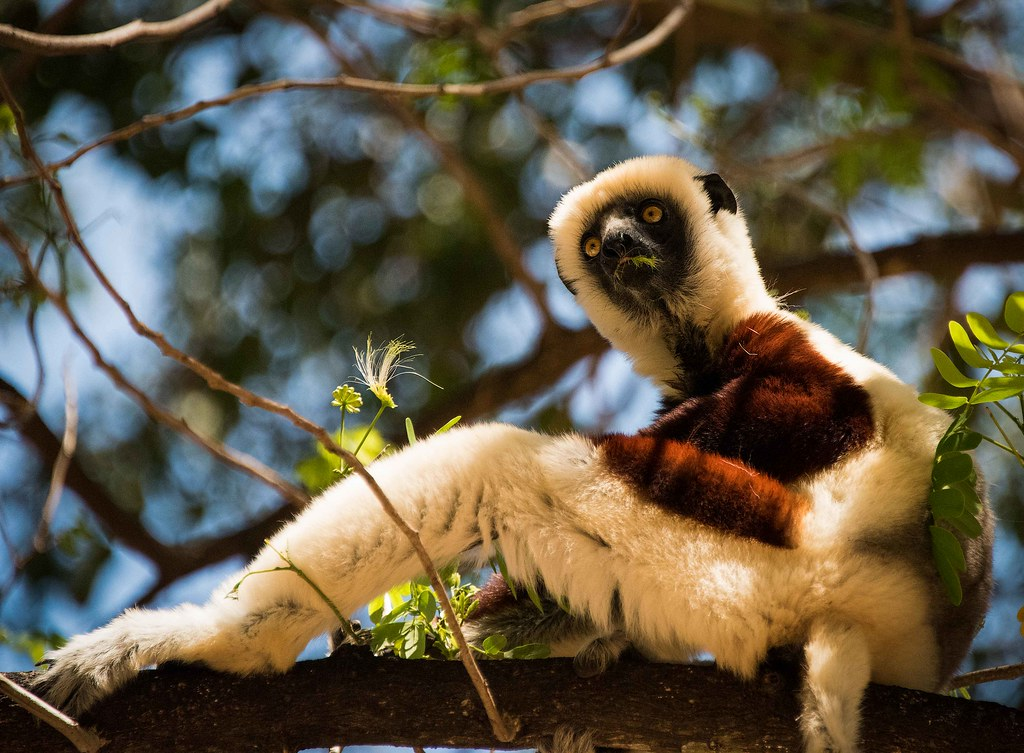 Madagascar Biodiversity Hotspot: Unique Fauna & Flora of an Endemic ...