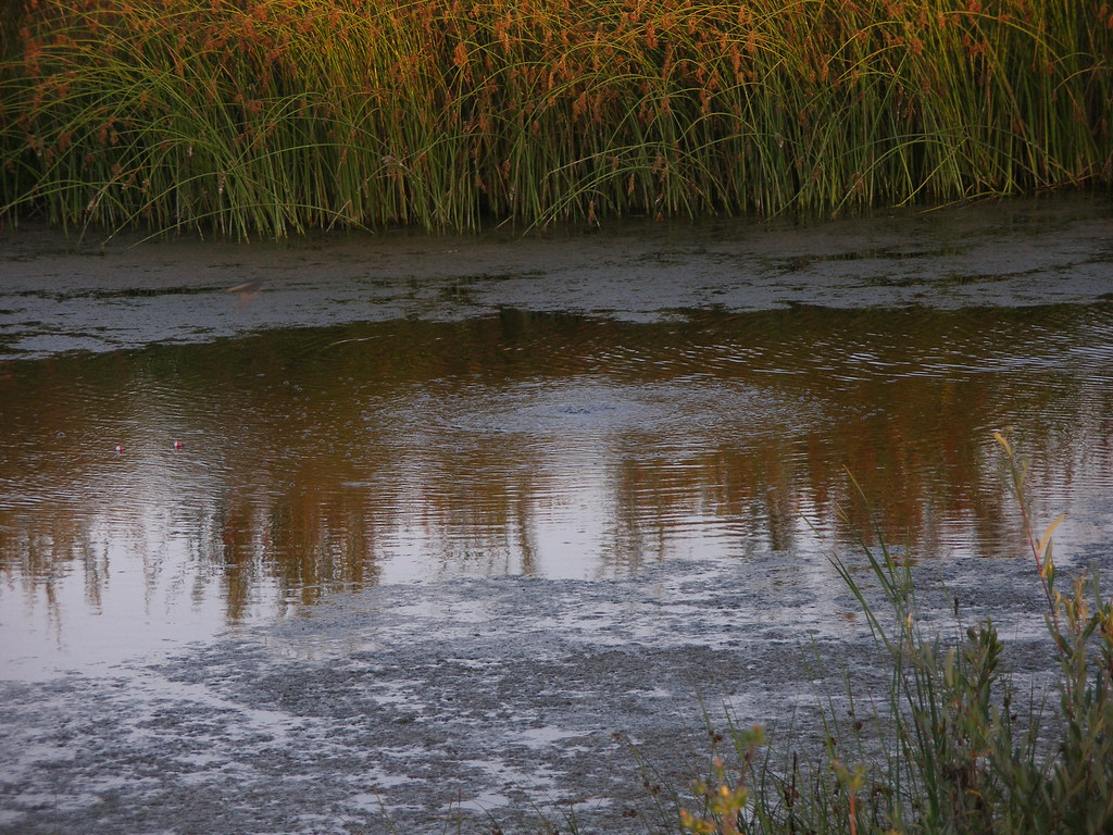 Understanding Marsh Gas and Some MCQs – Decoding Biosphere