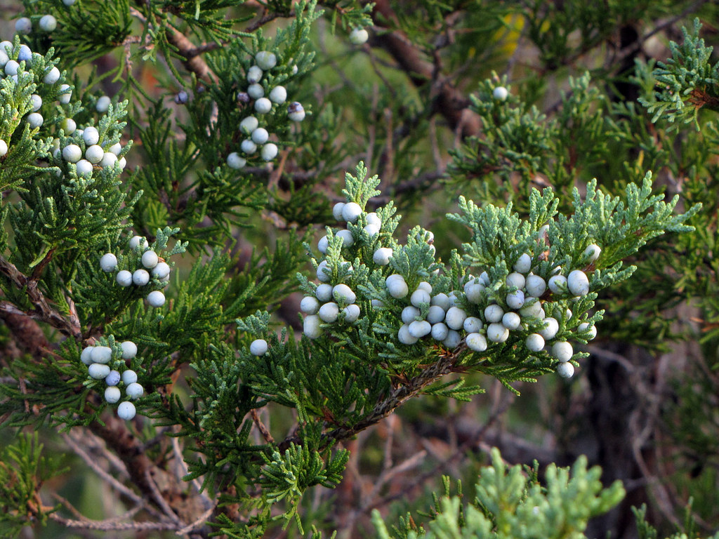 Meadow Steppe: A Unique Grassland – Decoding Biosphere