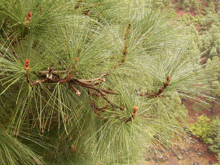 Macaronesian Floral Region: A Unique Biodiversity Hotspot – Decoding ...