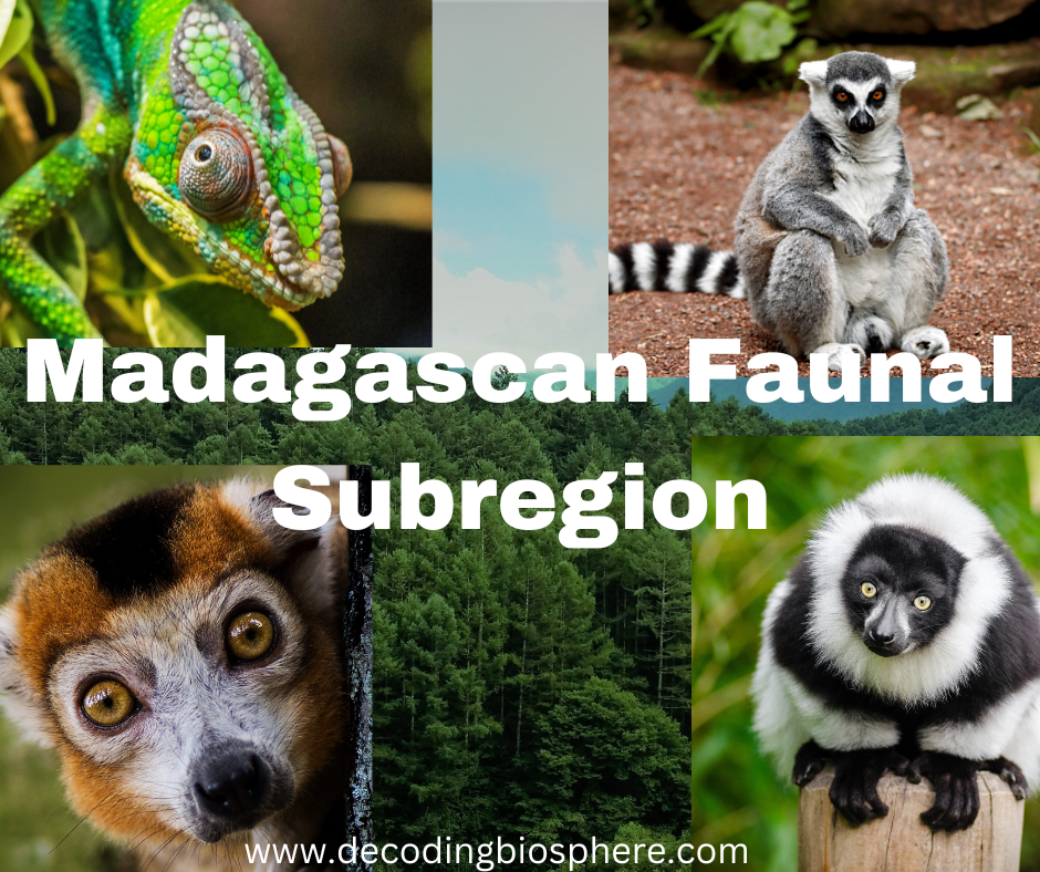 Madagascar Biodiversity Hotspot: Unique Fauna & Flora of an Endemic ...