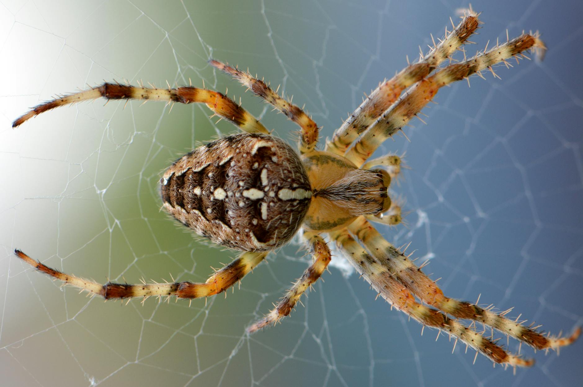 Why Spiders Are Important to the Ecosystem? – Decoding Biosphere