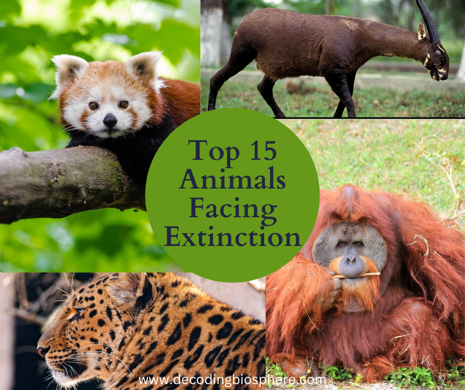 Top 15 Animals Facing Extinction – Decoding Biosphere