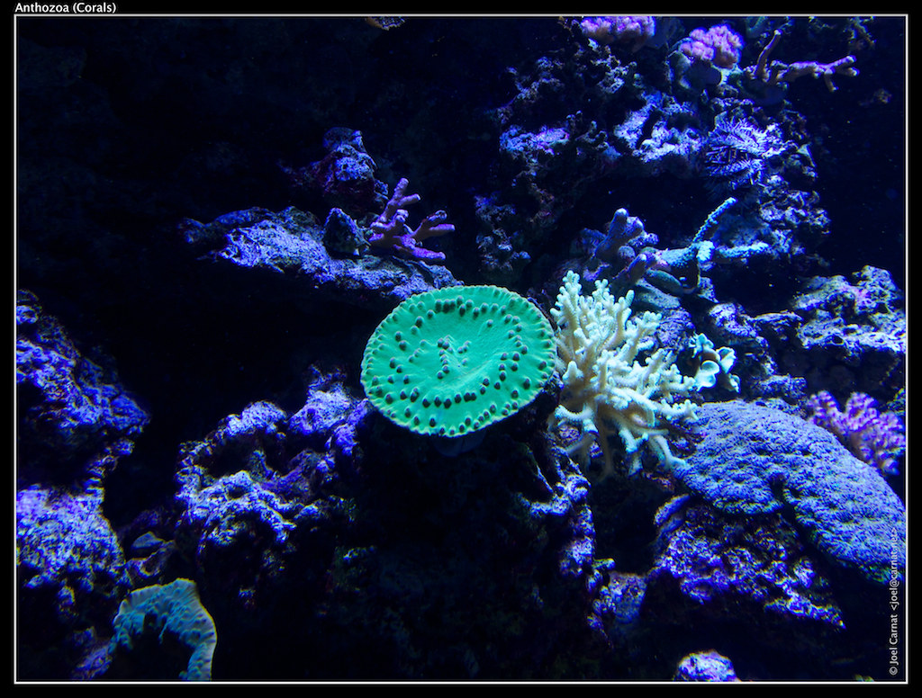 Benthic Fauna: Significance and Examples – Decoding Biosphere