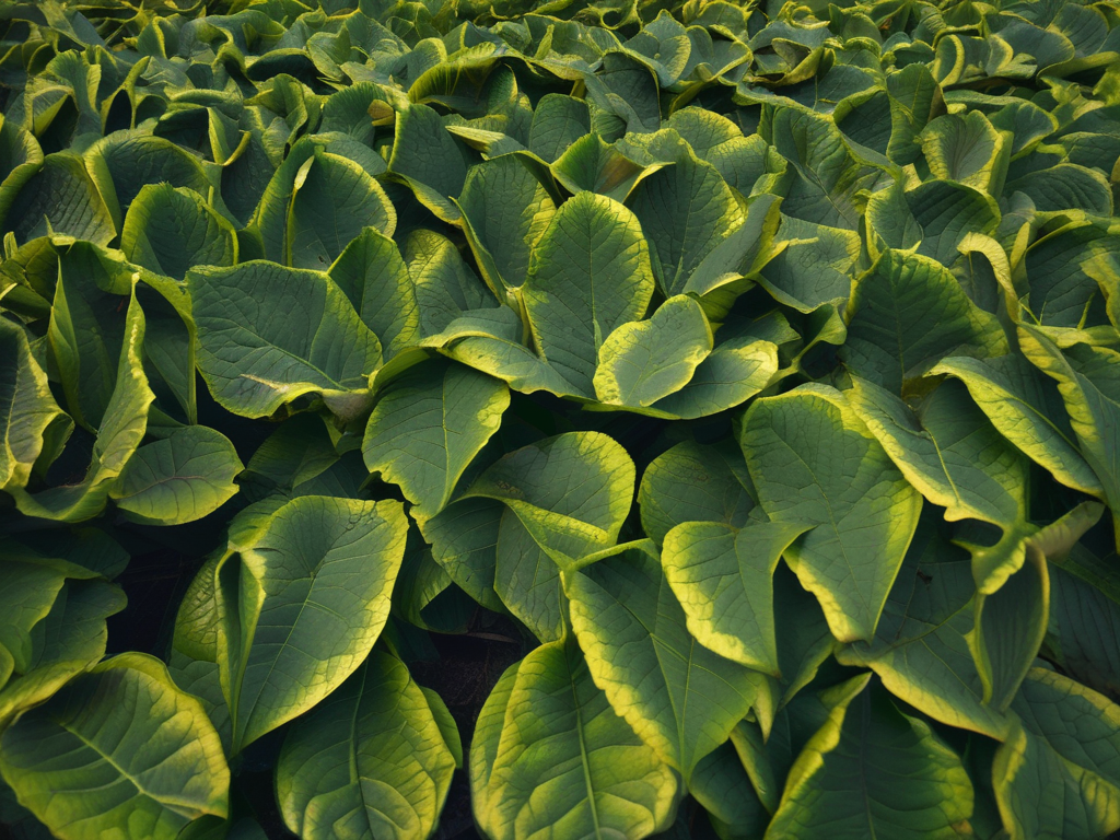 Chlorosis: Causes and Effects – Decoding Biosphere