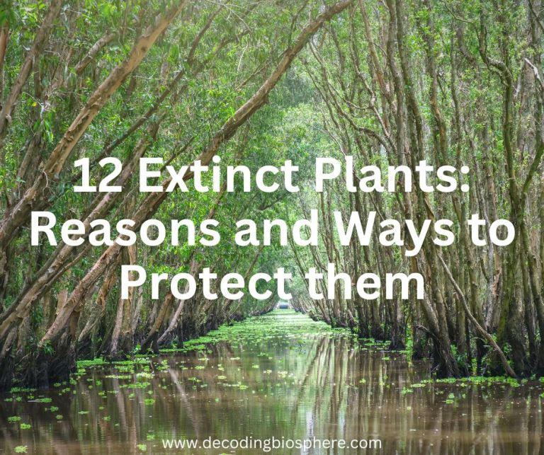 12 Extinct Plants: Reasons and Ways to Protect them – Decoding Biosphere