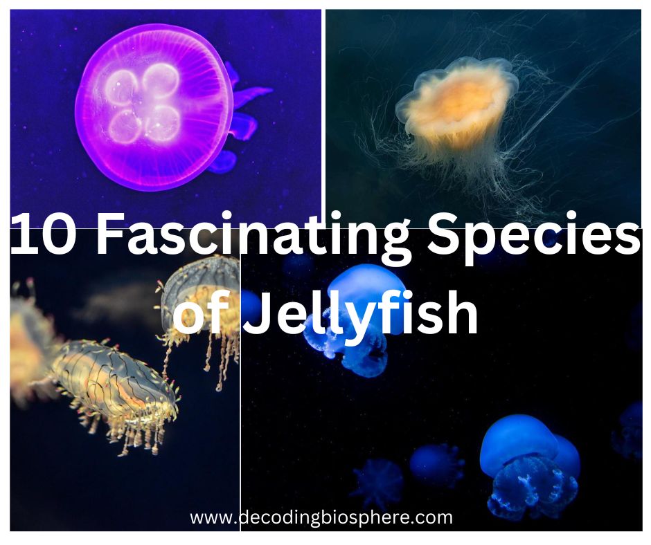 10 Fascinating Species of Jellyfish – Decoding Biosphere
