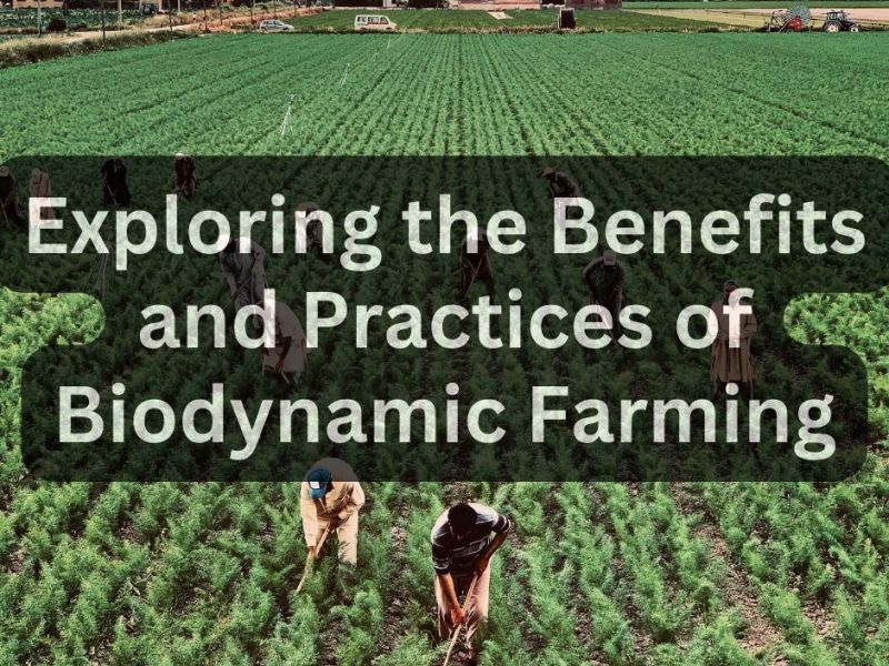 Battery Farming: Understanding its Meaning, Pros, and Cons – Decoding ...