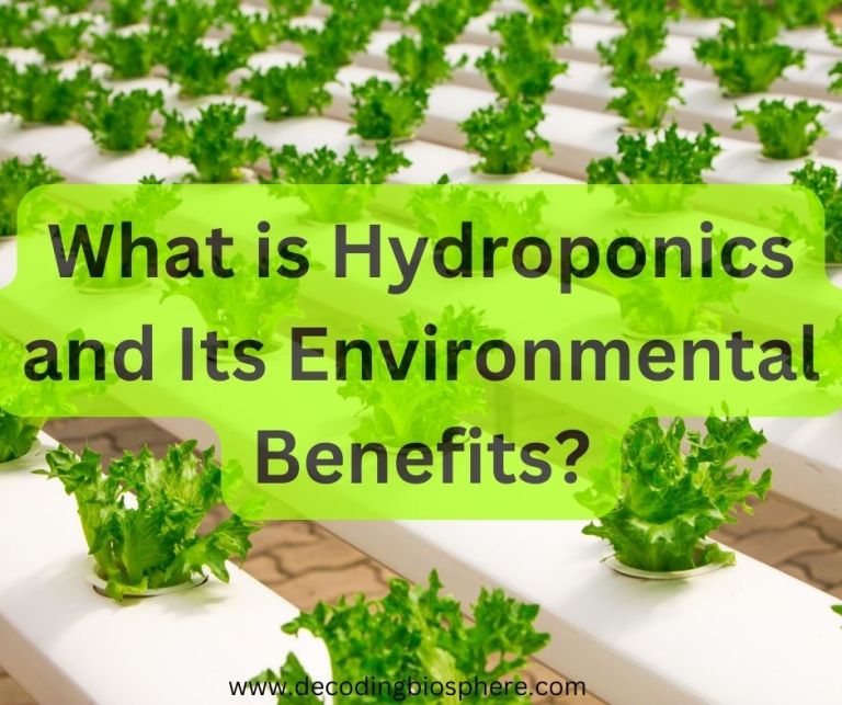What is Hydroponics and Its Environmental Benefits? – Decoding Biosphere