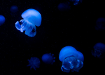 10 Fascinating Species of Jellyfish – Decoding Biosphere