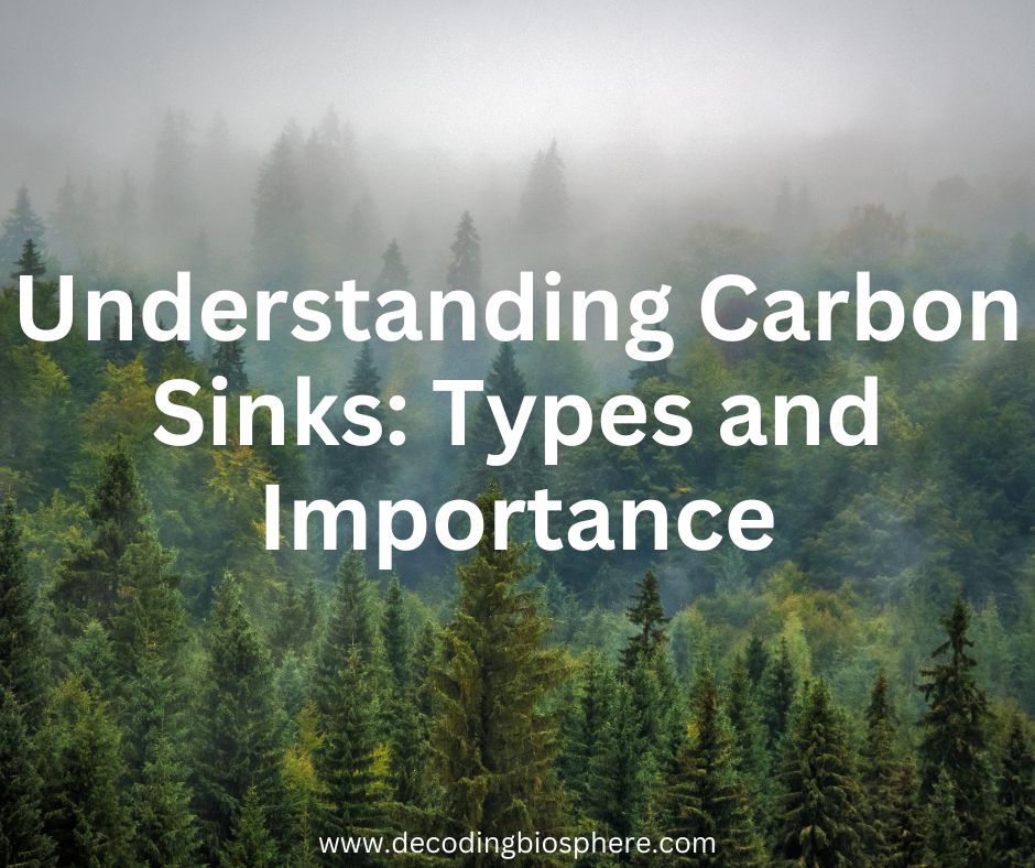 Understanding Carbon Sinks: Types and Importance – Decoding Biosphere