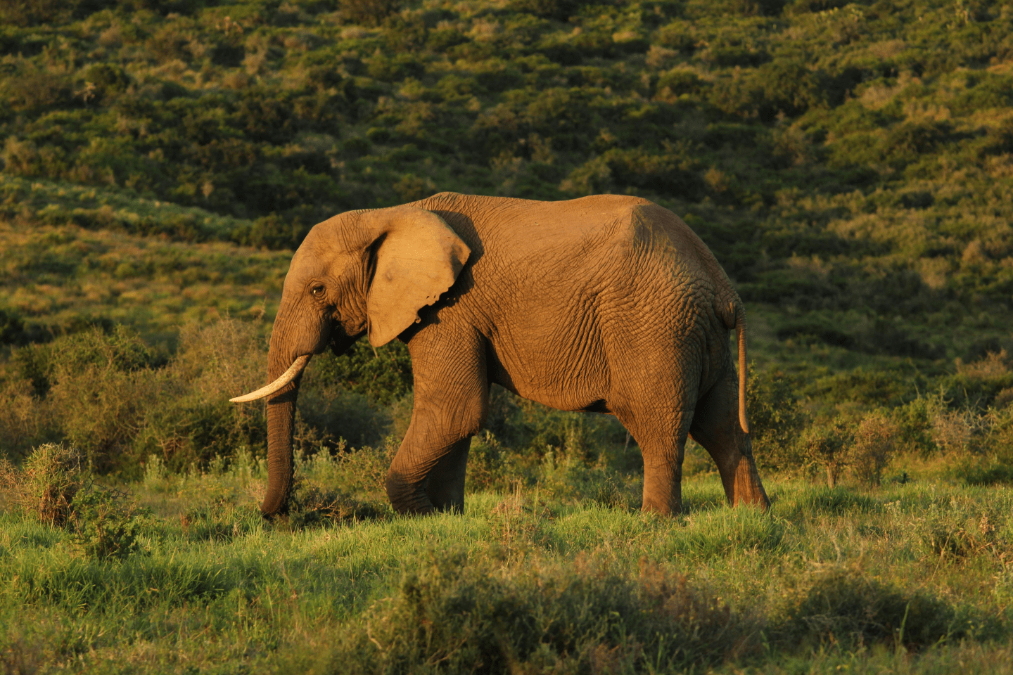 Species Spotlight: African Elephant – The Ecosystem Engineer – Decoding ...