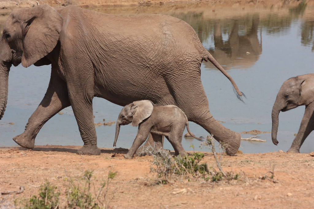 Species Spotlight: African Elephant – The Ecosystem Engineer – Decoding ...