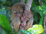 Species Spotlight: The Tarsier – Decoding Biosphere