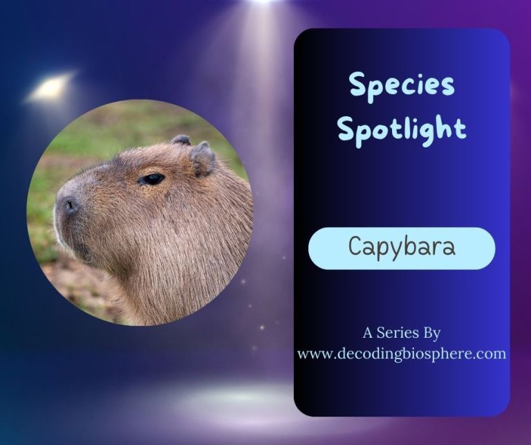 Species Spotlight: Capybara – The Chillest Animal on Earth – Decoding ...