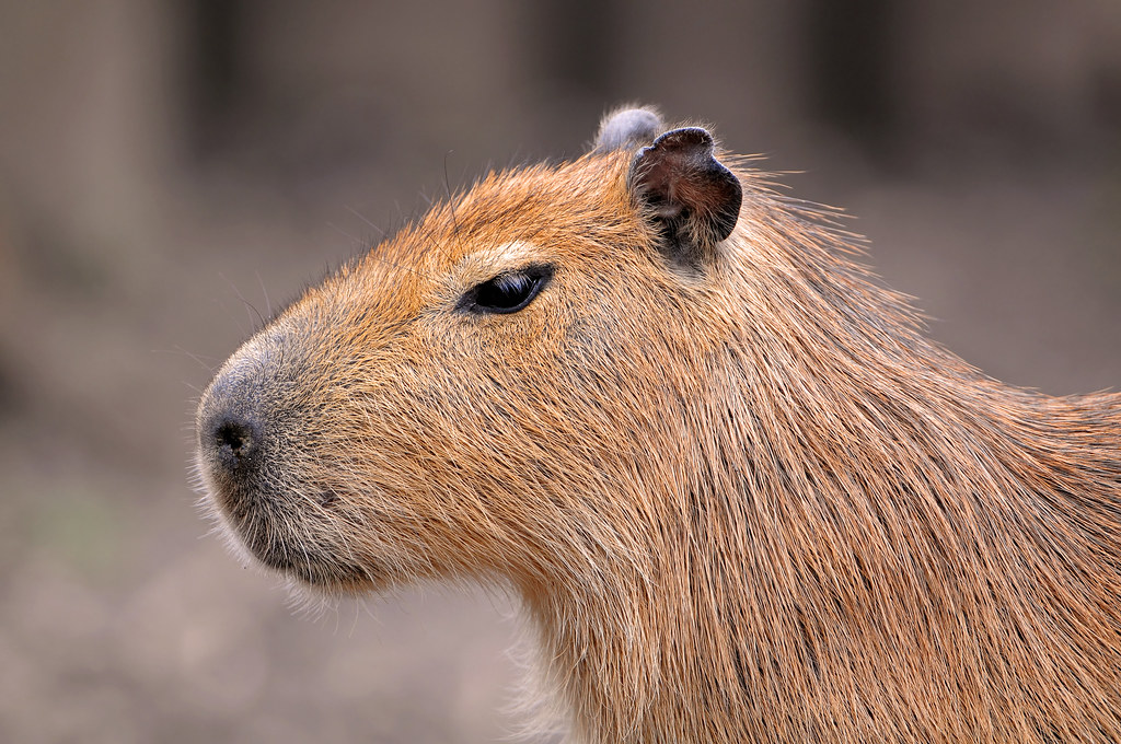 Species Spotlight: Capybara – The Chillest Animal on Earth – Decoding ...