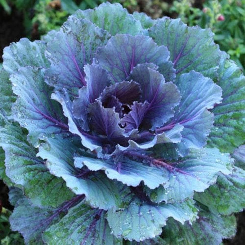 15 Blue Vegetables: A Unique and Nutritious Addition to Your Diet ...