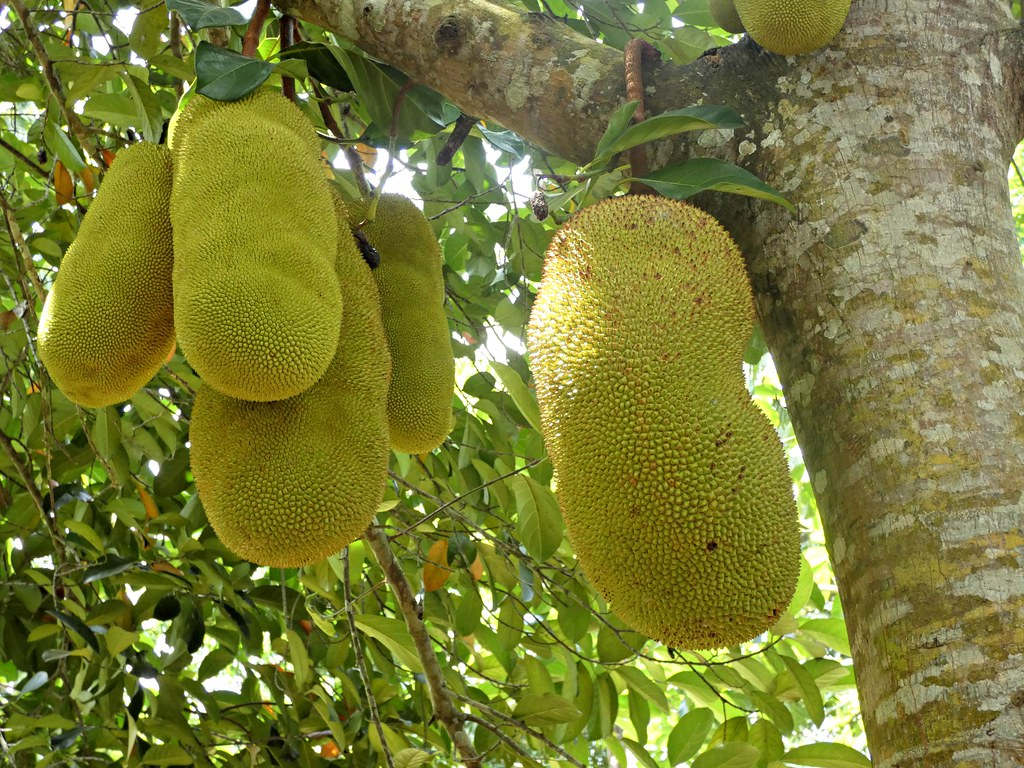 20 Green Fruits: Nature’s Powerhouses of Nutrition – Decoding Biosphere
